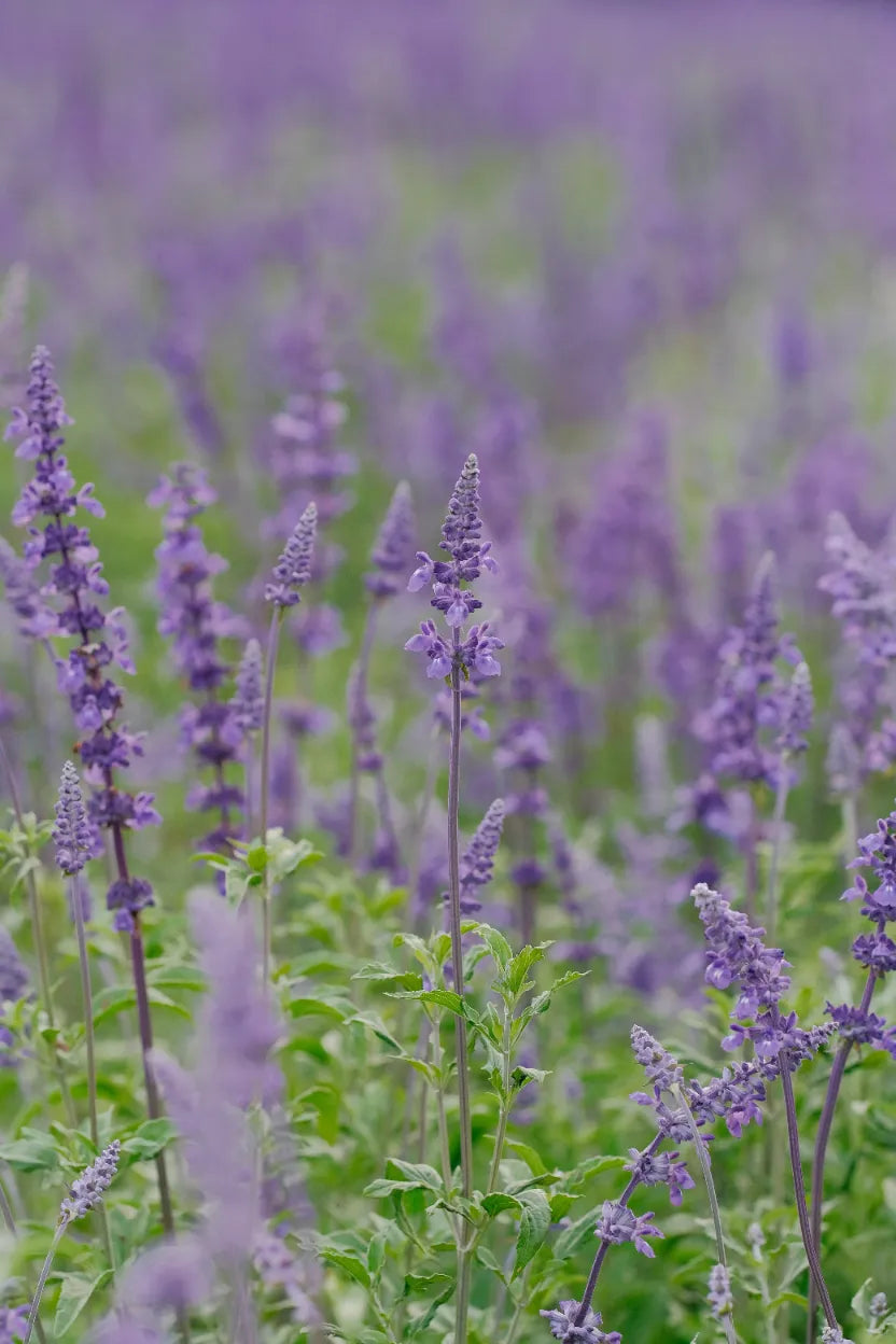 How to use lavender in cocktails and mocktails – StrawbyStraw