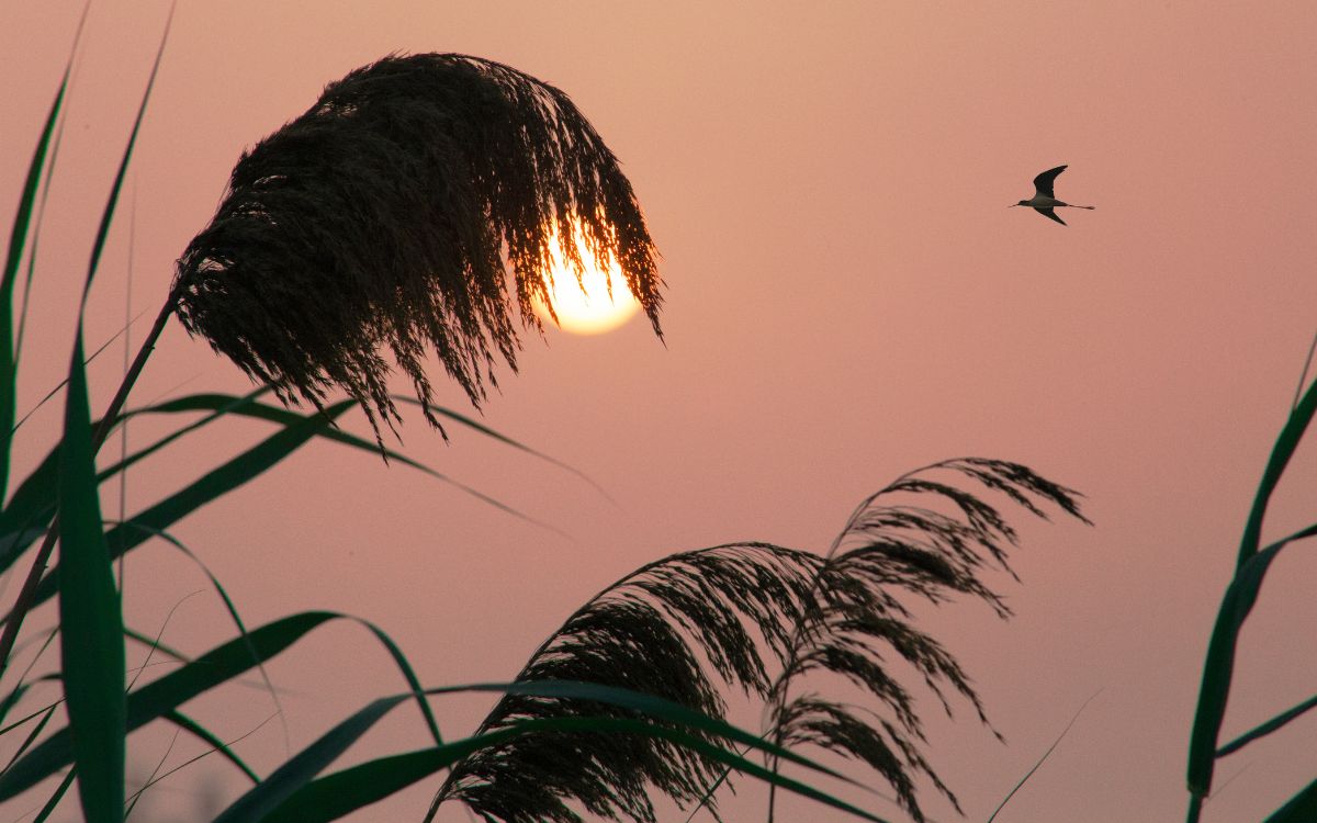 Rietjes: alles wat je moet weten over rietjes – StrawbyStraw